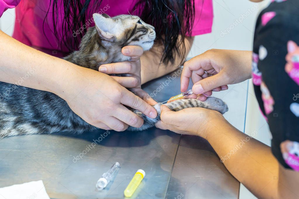 Gato sostenido por una enfermera veterinaria mientras un veterinario extrae sangre con un cat ...