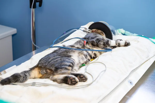 Endotracheal Intubation Sedated Cat Surgery — Stock Photo © Gaibru ...