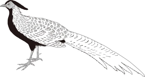 faisán Ukiyo-e 1 blanco y negro 2024