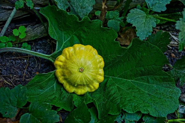 Garra do diabo Stock Photos, Royalty Free Garra do diabo Images ...