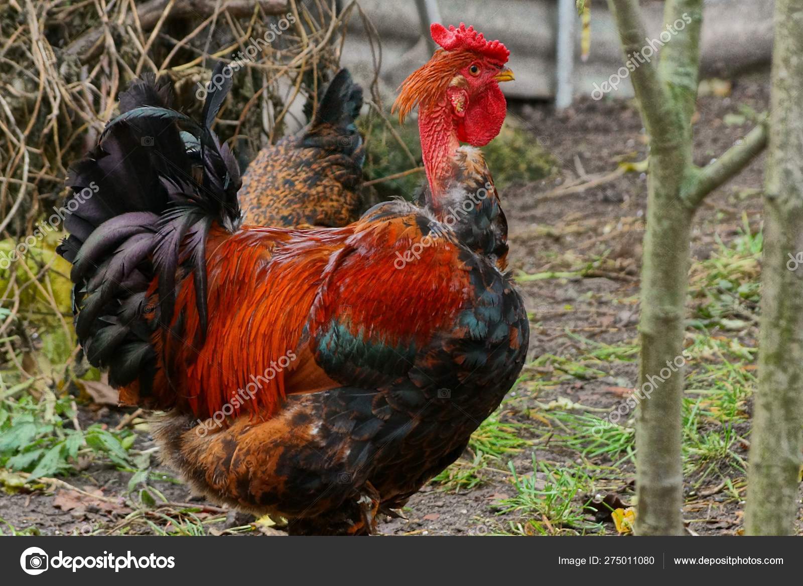 Big Red Rooster Standing Farm — Stock Photo © AnatolX #275011080