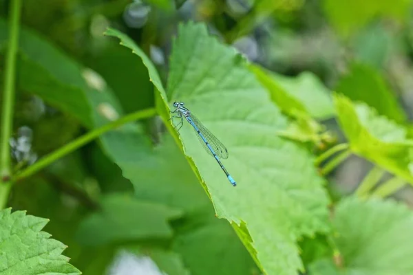 Blue tailed fly Stock Photos, Royalty Free Blue tailed fly Images ...