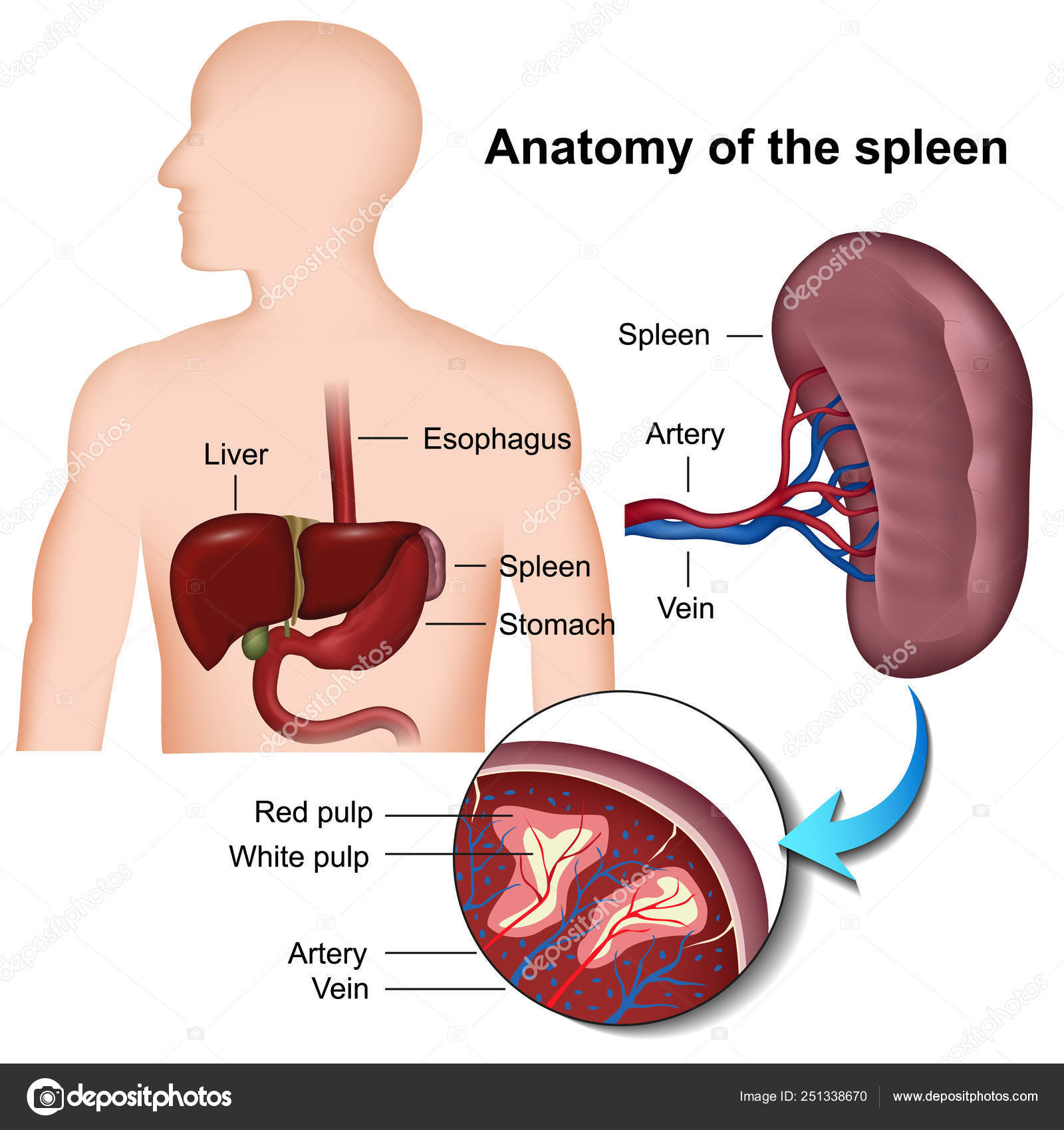 Anatomy Spleen