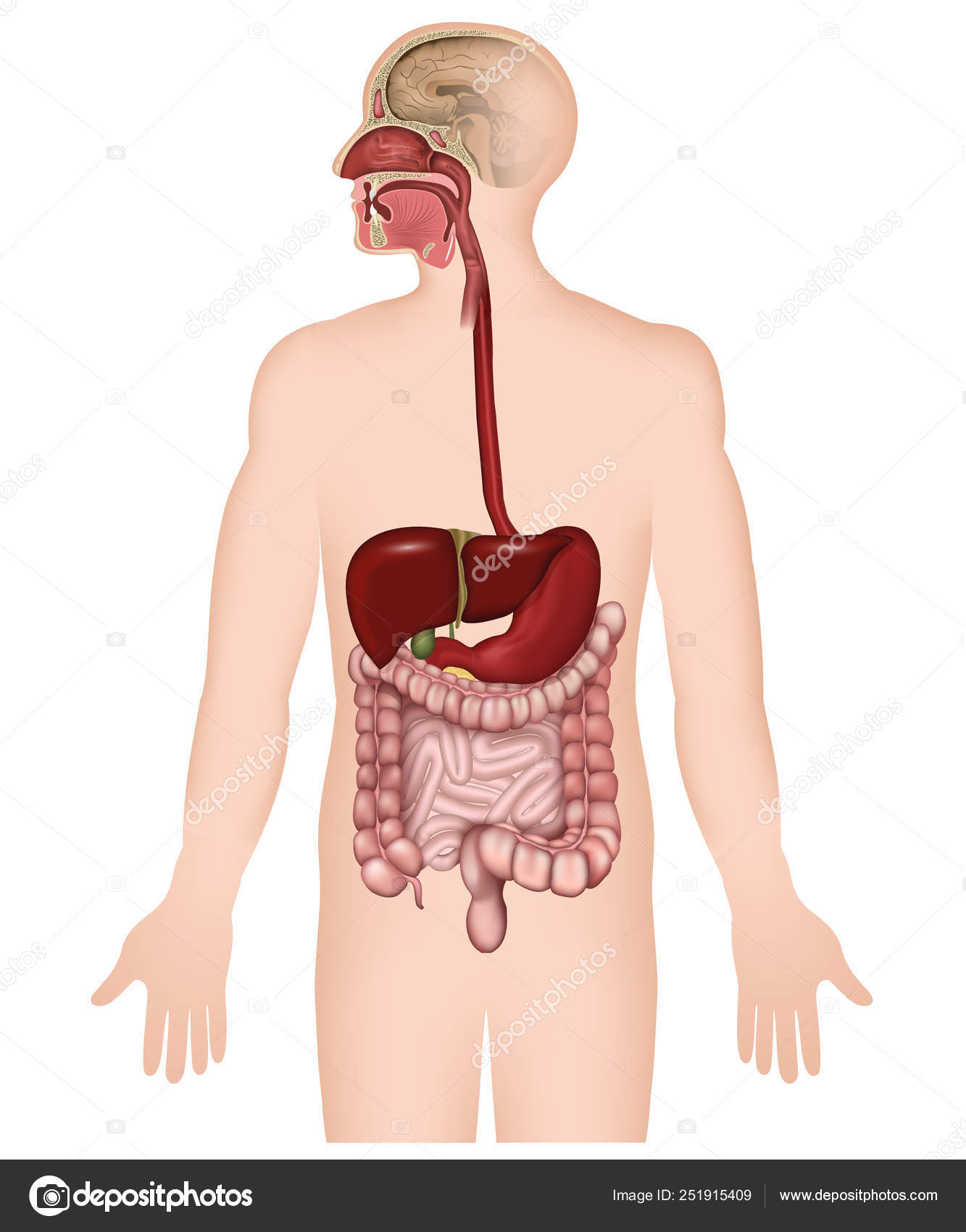 Digestive System Unlabeled