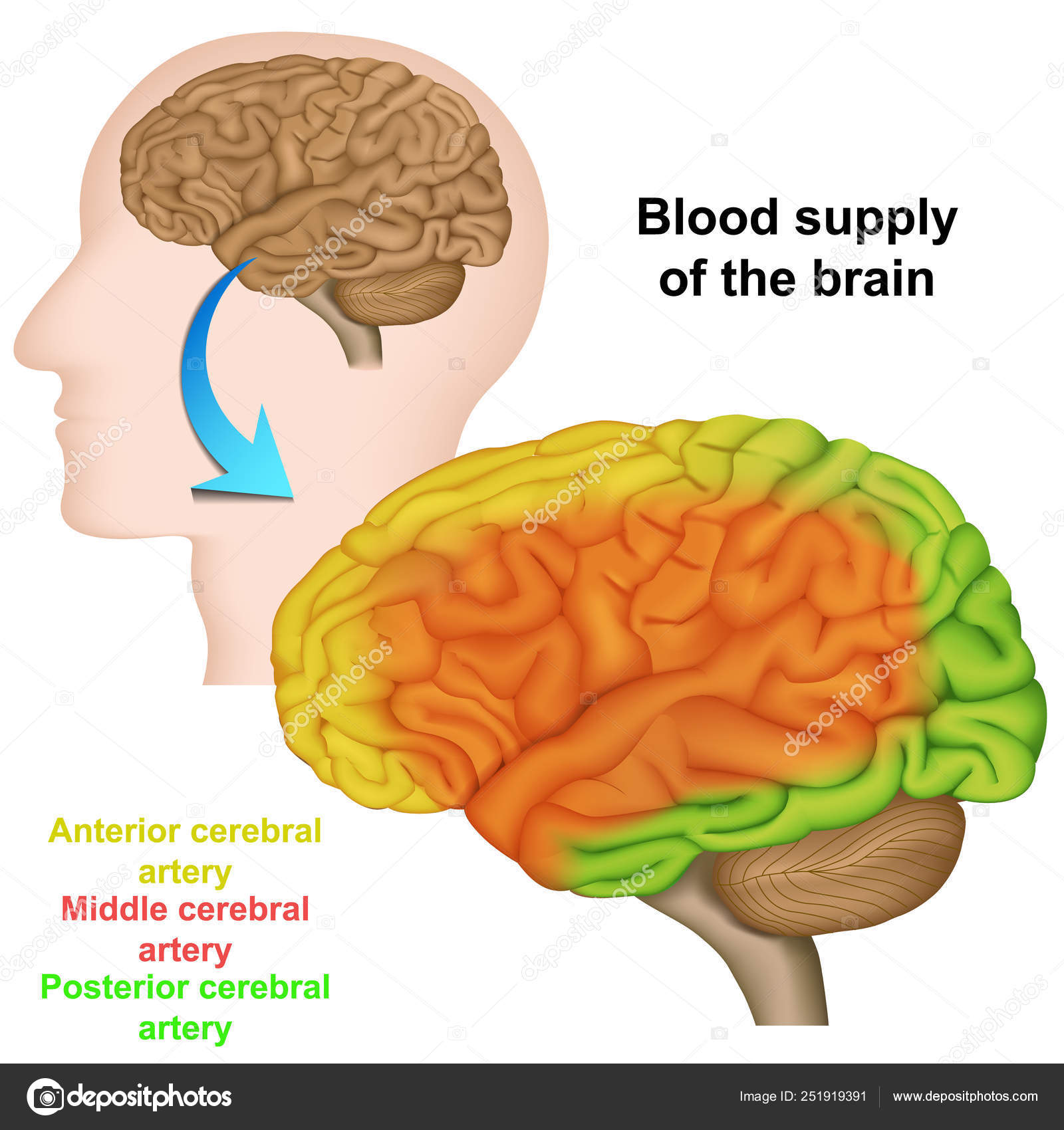 Blood Supply Human Brain Medical Vector Illustration Stock Vector Image ...