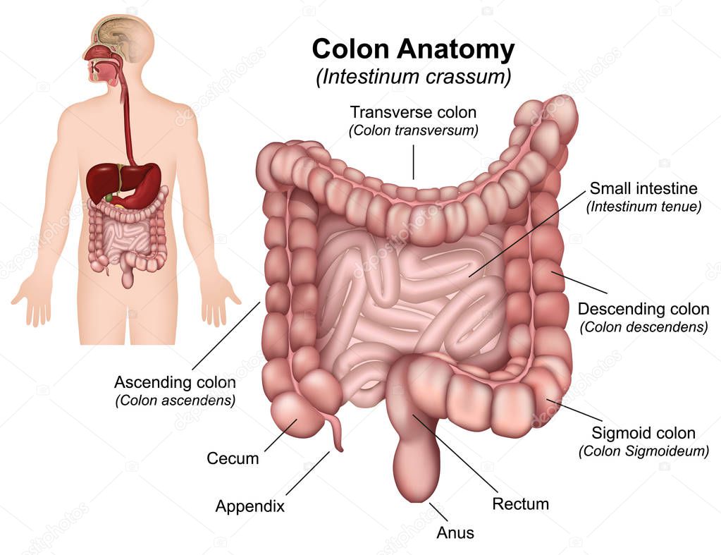 Colon Anatomía Vector Ilustración Sobre Fondo Blanco Vector de stock ...