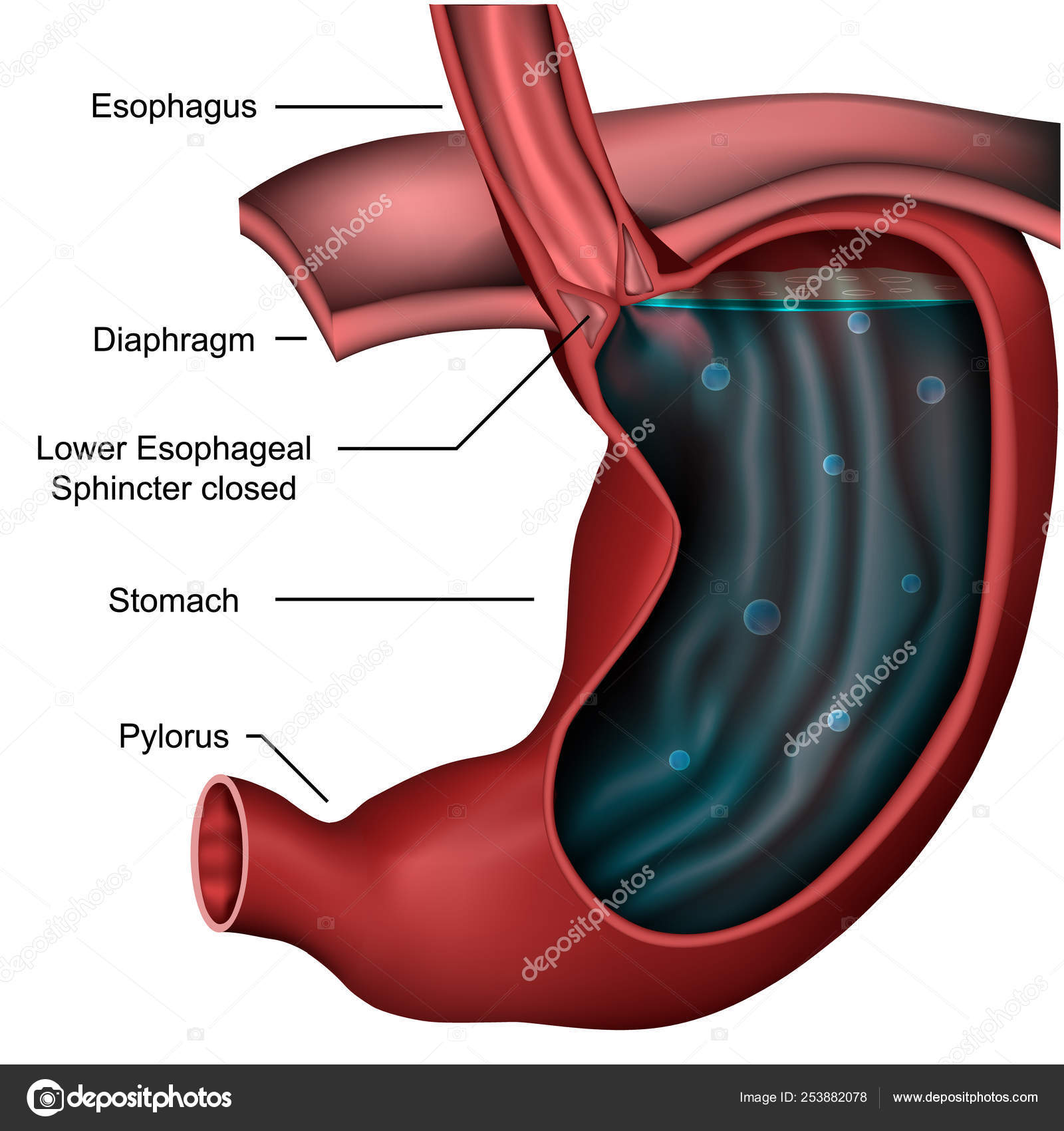Esofagus Sphincter Anatomi Medicinsk Vektorillustration Vit Bakgrund ...