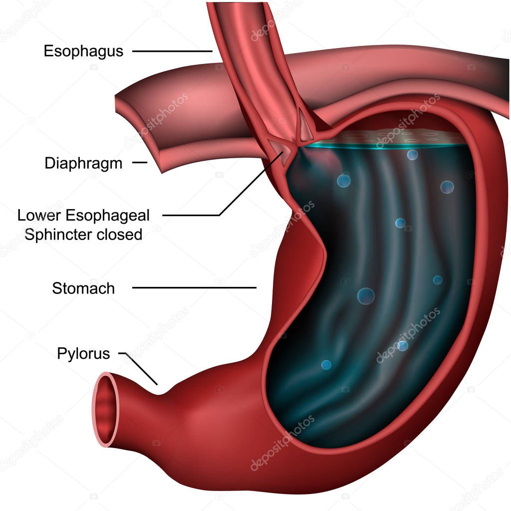 Esfínter esofágico anatomía 3d vector médico ilustración sobre fondo ...
