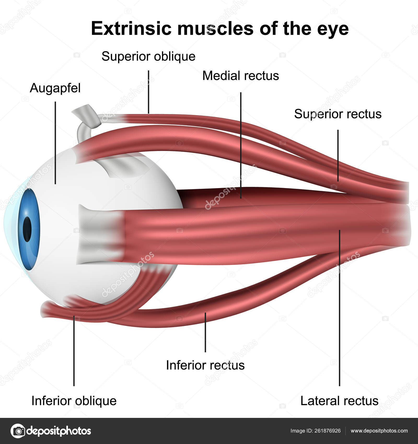 Eye Muscle Diagram