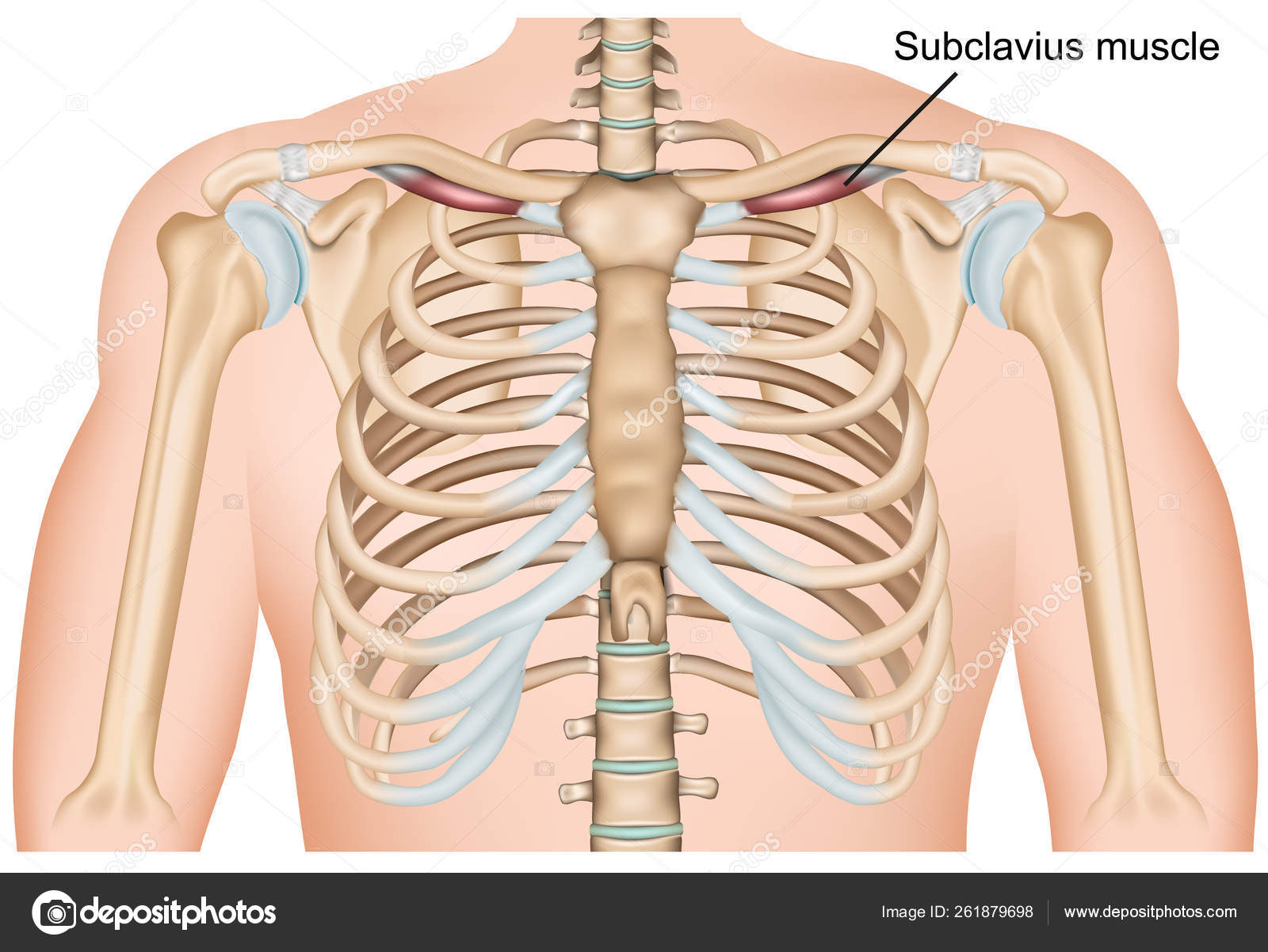 3d ilustración de la anatomía corporal humana — Vector de stock ...