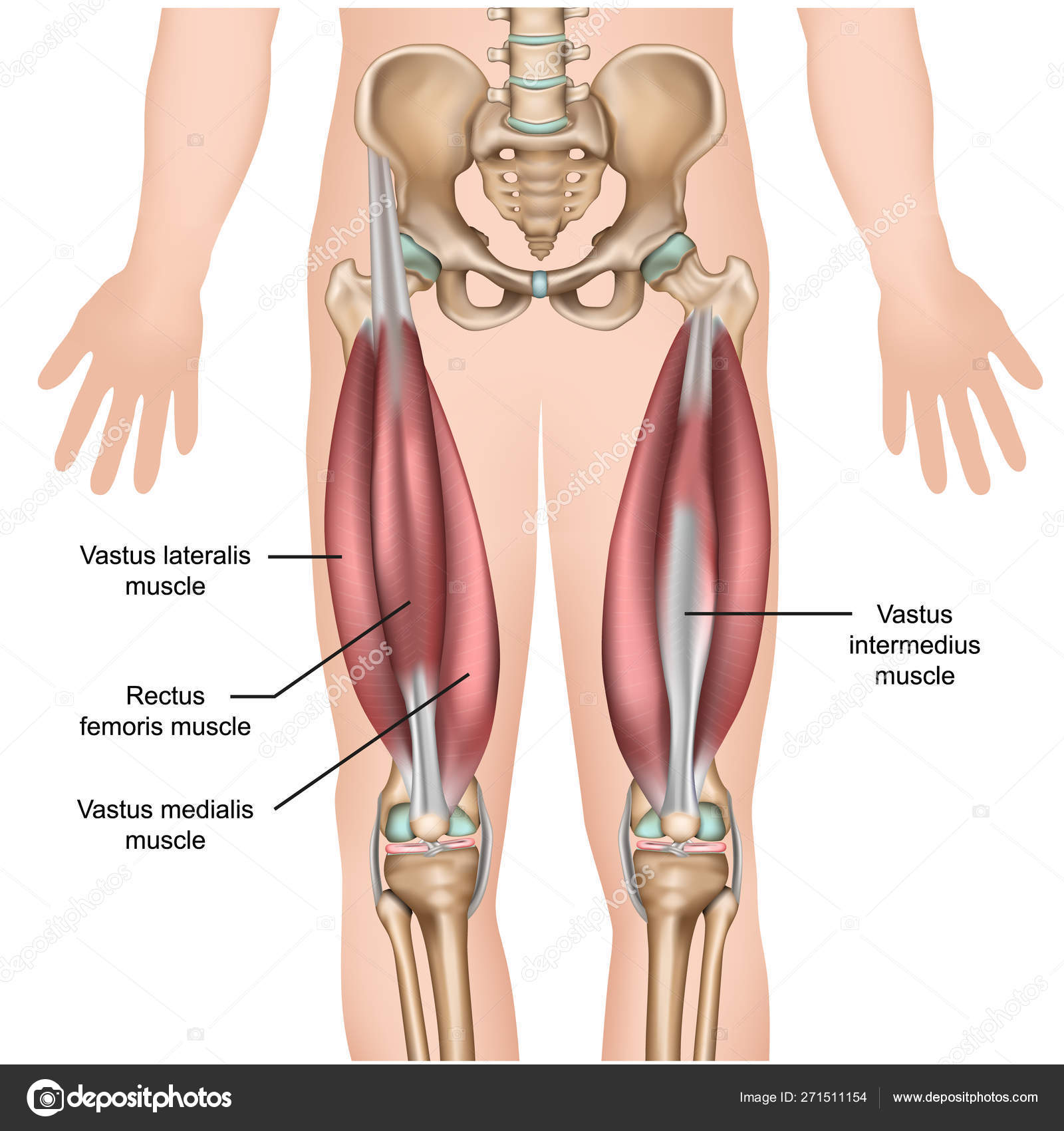 Quadriceps Muscle Anatomy Medical Vector Illustration Stock Vector ... Quadriceps Muscle Anatomy Medical Vector Illustration Stock Vector ...