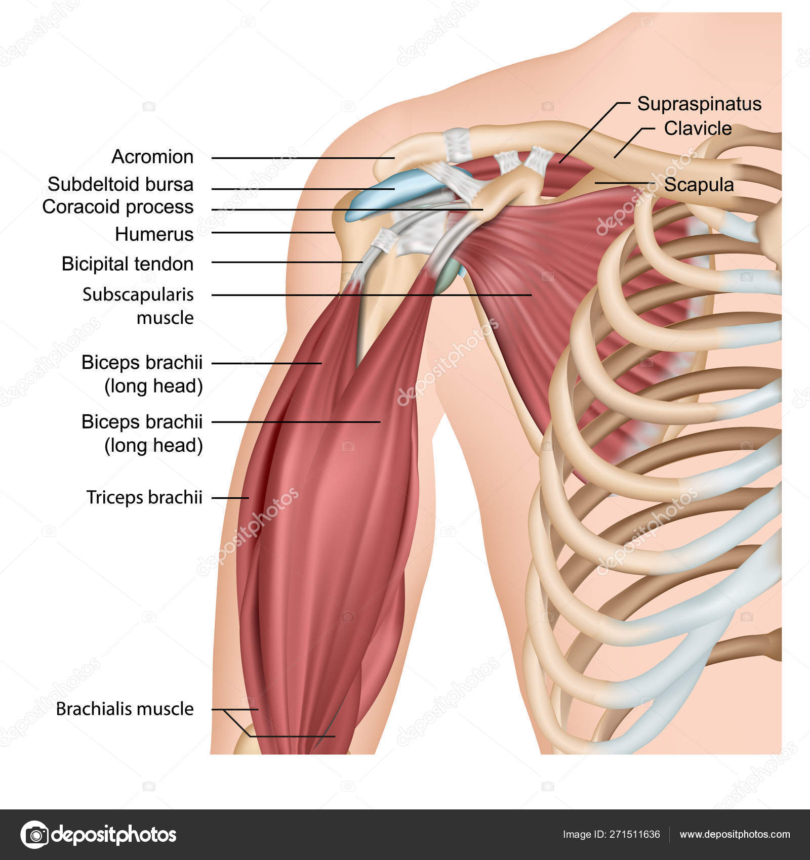 Menschliche Anatomie Muskeln Arm