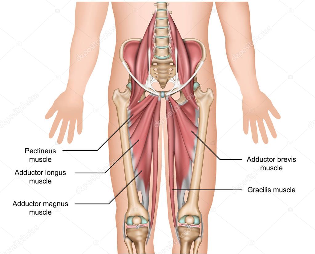 Adductor Muscles Anatomy Medical Vector Illustration White Background ... Adductor Muscles Anatomy Medical Vector Illustration White Background ...