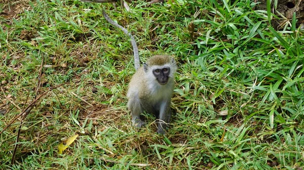 Mono de cola larga fotos de stock, imágenes de Mono de cola larga sin ...