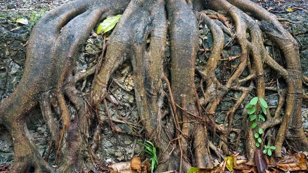 Plant with roots Stock Photos, Royalty Free Plant with roots Images ...