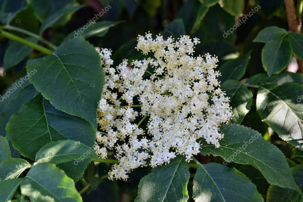 Flor de saúco (Sambucus nigra) en el jardín 2022