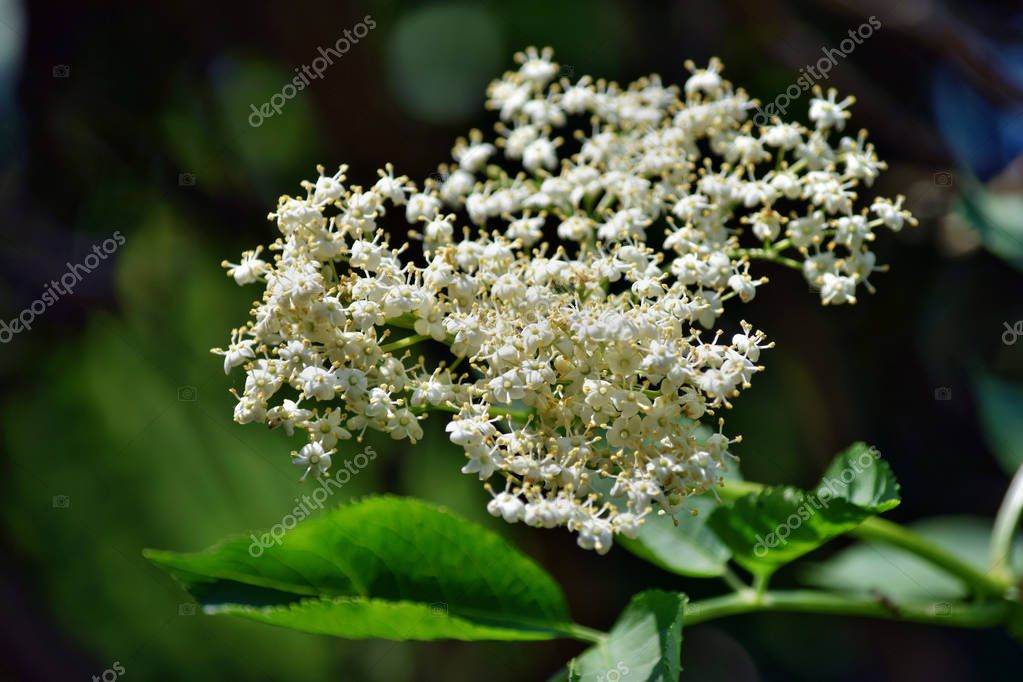 Flor de saúco (Sambucus nigra) en el jardín 2023