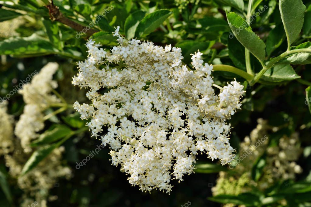 Flor de saúco fresca (Sambucus nigra) floreciendo en el jardín 2022