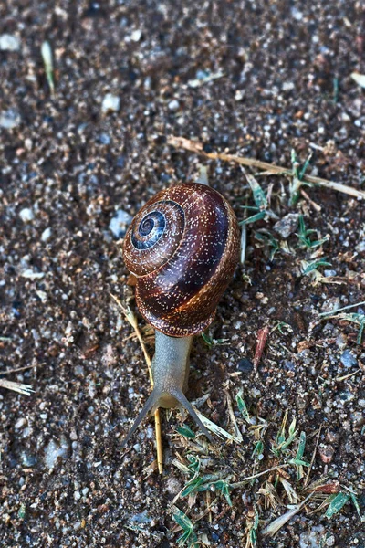 Brownsnail Stock Photos, Royalty Free Brownsnail Images | Depositphotos