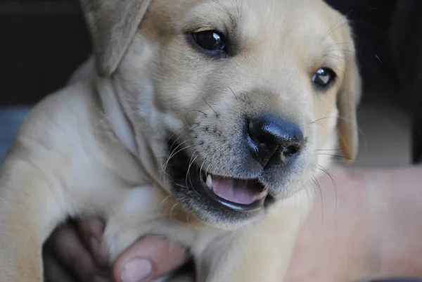 Cutest Lab Puppy