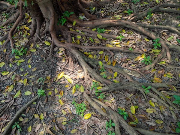 Strangling Aerial Roots
