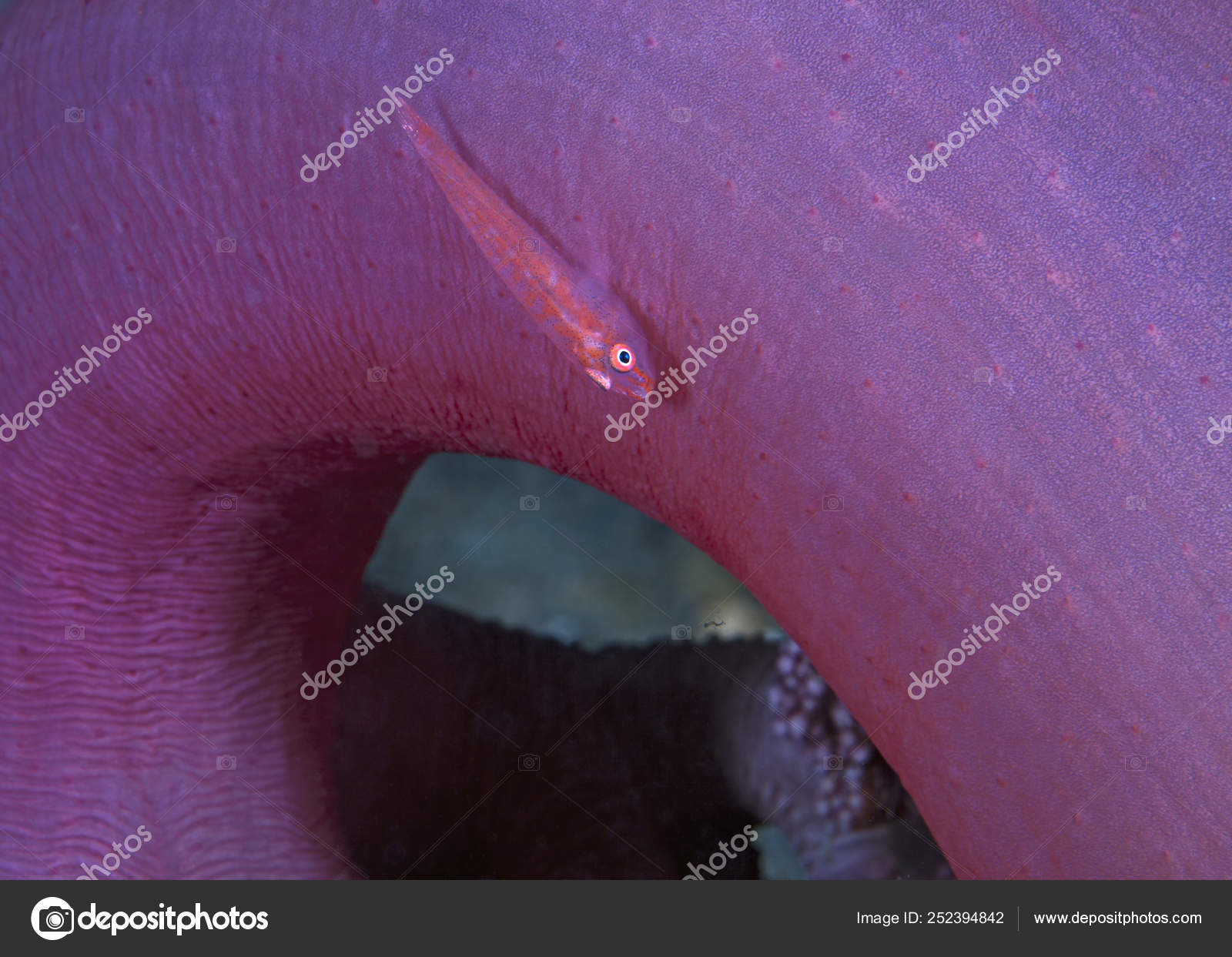 Goby Fish Trunk Pink Soft Coral Tree Ambon Indonesia — Stock Photo ...