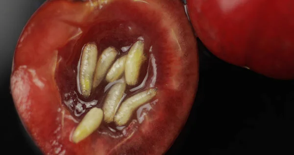 Worms on fruit Stock Photos, Royalty Free Worms on fruit Images ...