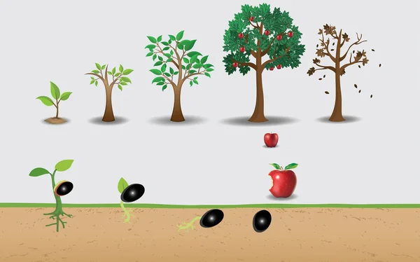 Apple tree growing stages - vector botanical illustration in flat ...