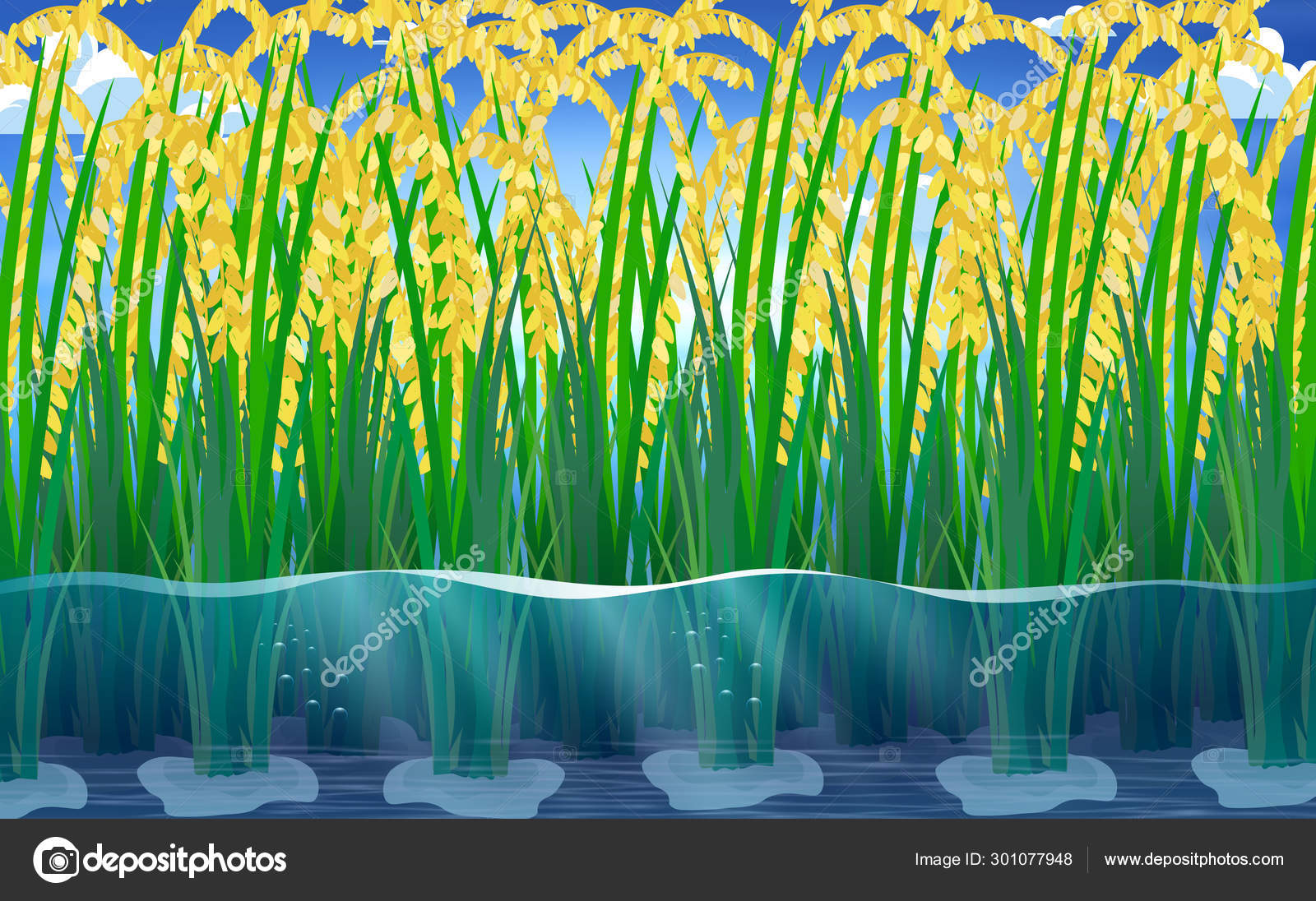 View Rice Plants Water Rice Fields Stock Vector by ©aekaek55555555 ...