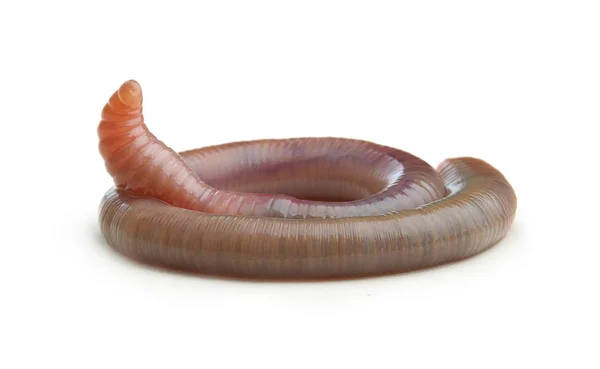 Red earth worm Stock Photos & Royalty-Free Images | Depositphotos