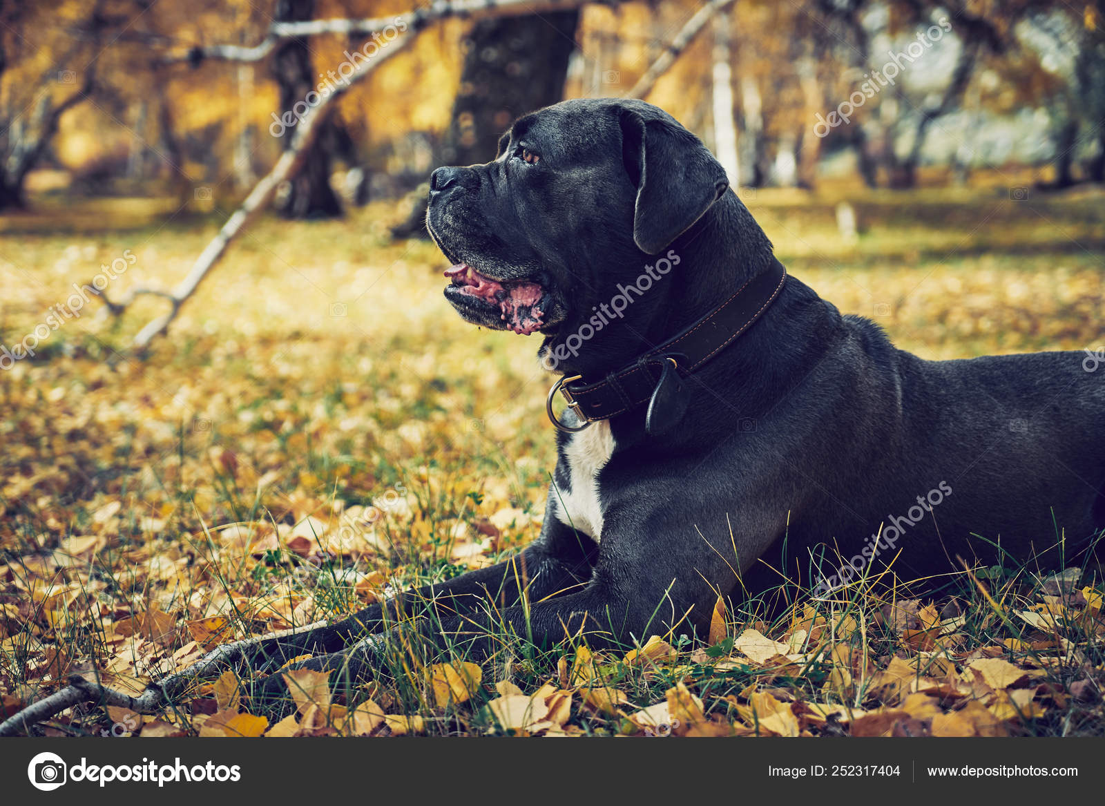Are Cane Corso Droolers