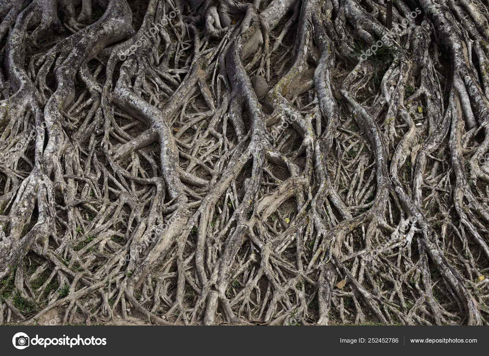 Root Tree Background Tree Roots Graphics Stock Photo by ©Cstock 252452786