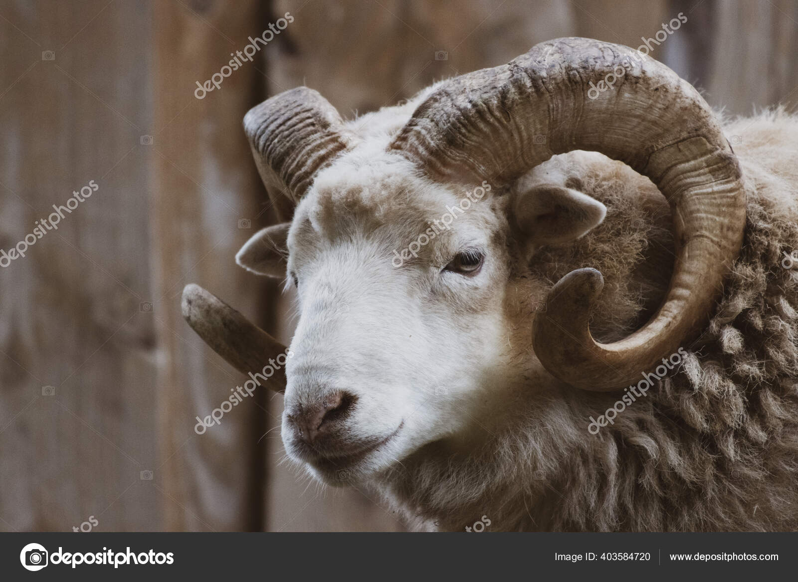 Close Ram Its One Powerful Horn — Stock Photo © karegg #403584720