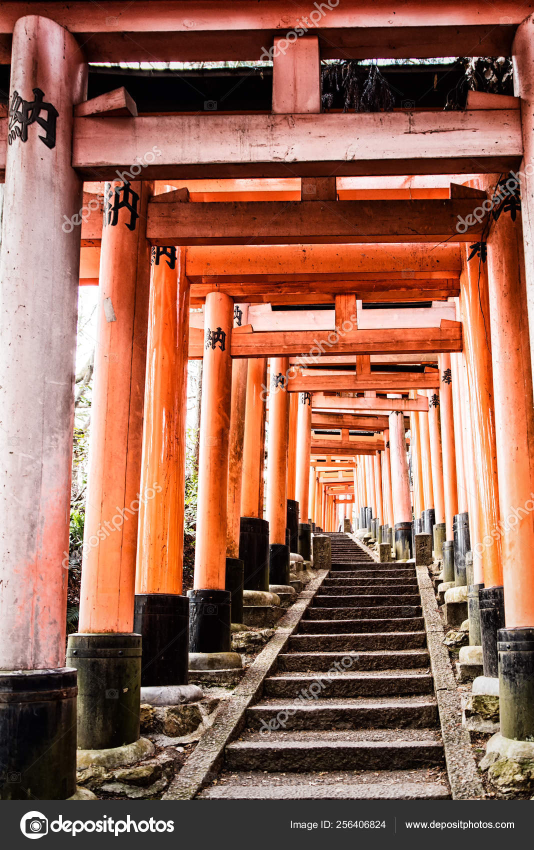 The red torii gates walkway at fushimi inari taisha shrine in Ky ...