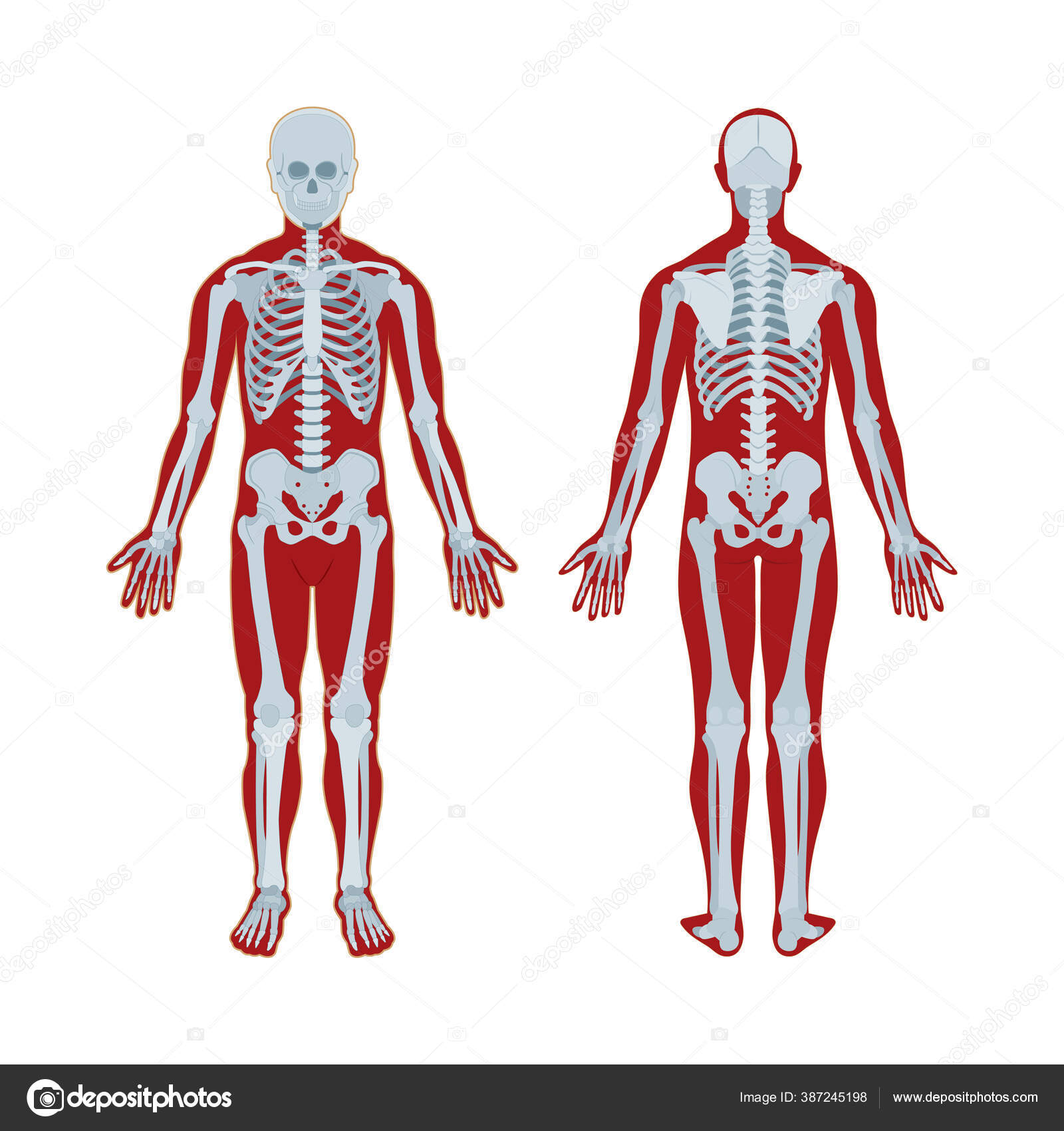 Tengkorak Ilustrasi Vektor Kerangka Manusia Yang Realistis Kerangka ...