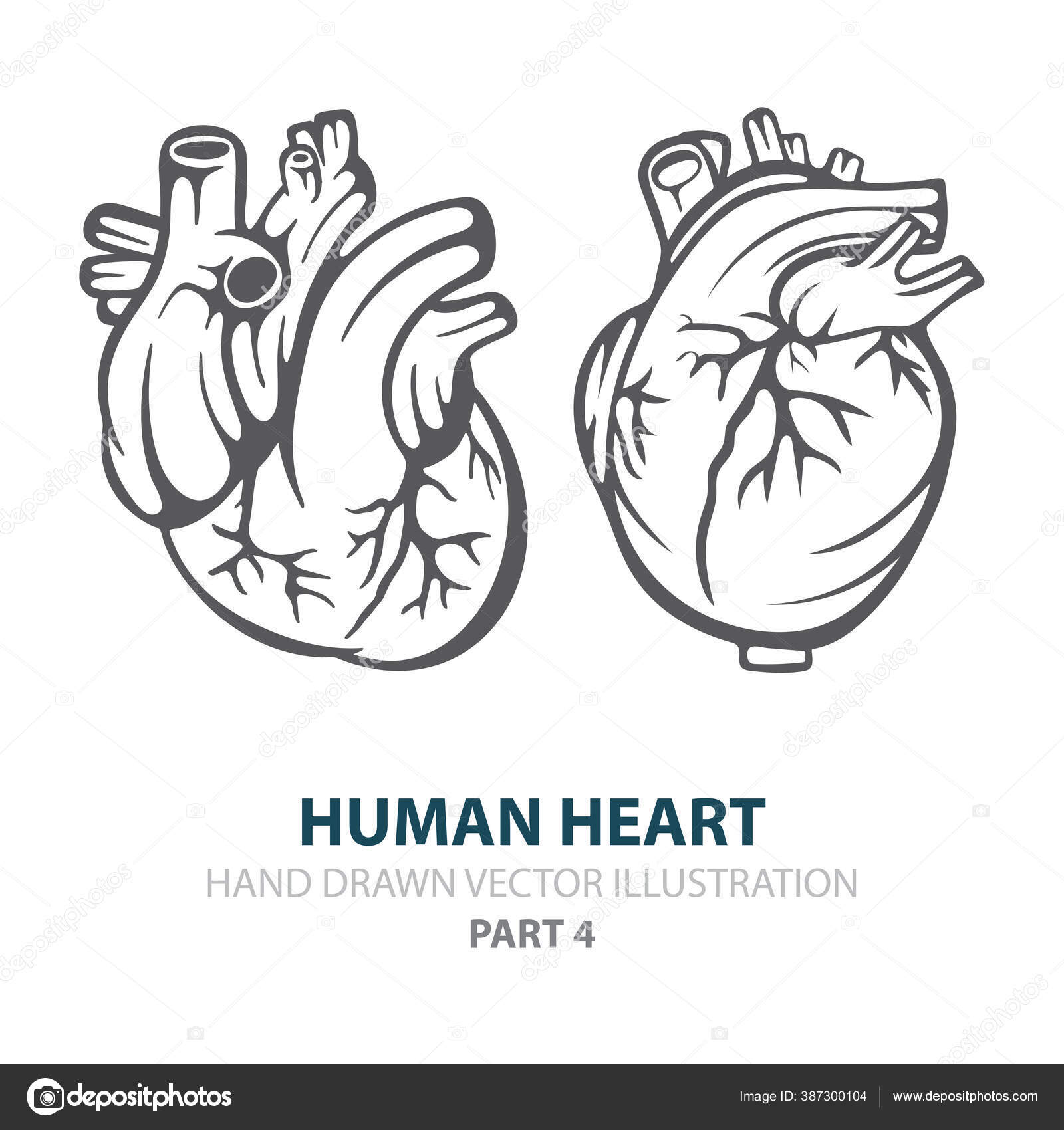 Corazón Humano Corazón Humano Dibujado Mano Ilustraciones Vectoriales ...
