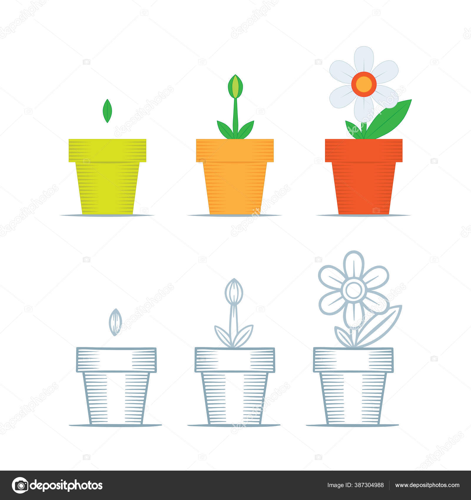 Flower Growing Stages Timeline Infographic Planting Tree Process Flower ...