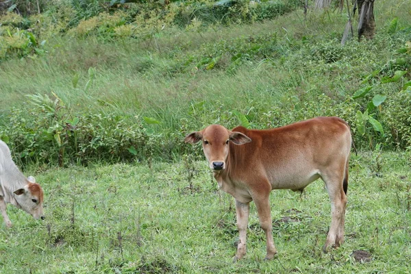 Cebu cows Stock Photos, Royalty Free Cebu cows Images | Depositphotos