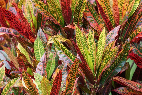 Carnival plants Stock Photos, Royalty Free Carnival plants Images ...