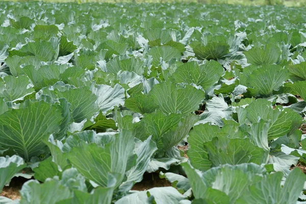 Planta de repollo molido fotos de stock, imágenes de Planta de repollo ...