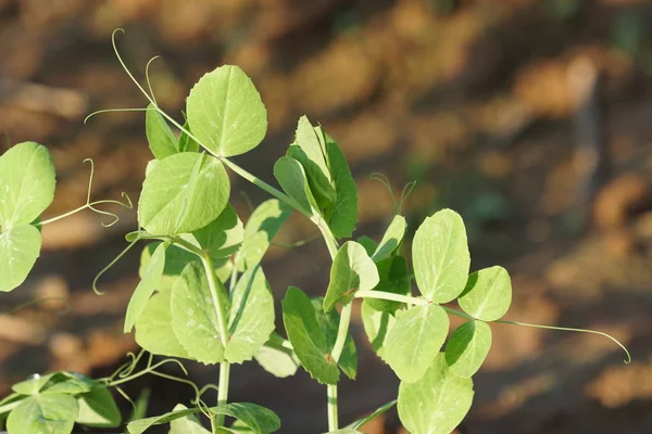 Legumes plants Stock Photos, Royalty Free Legumes plants Images ...