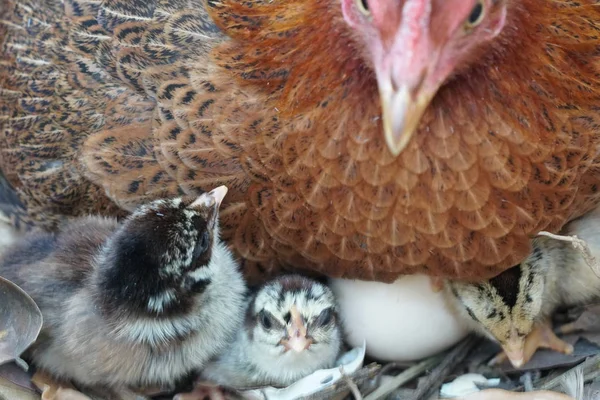 cute chick just born, hen or sitter incubate eggs in nest - Stock Image ...
