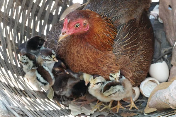 cute chick just born, hen or sitter incubate eggs in nest - Stock Image ...