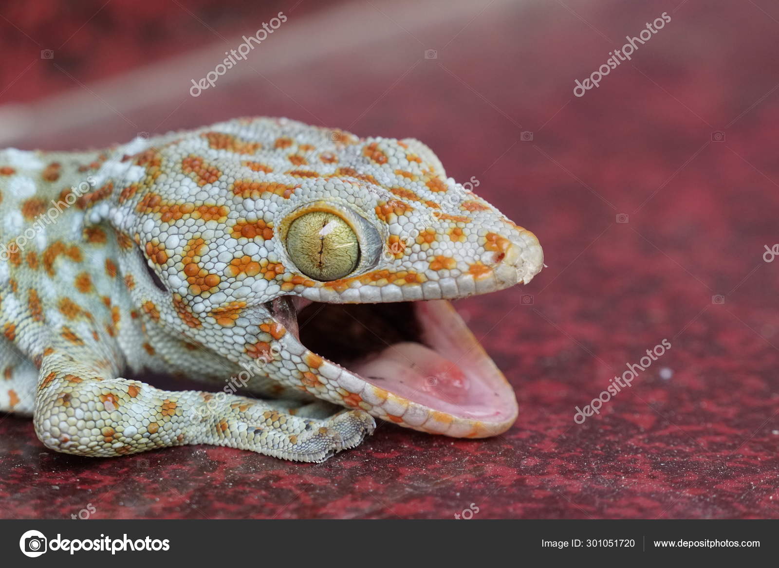 Close Lizard Standing Outdoors — Stock Photo © Sujitto #301051720