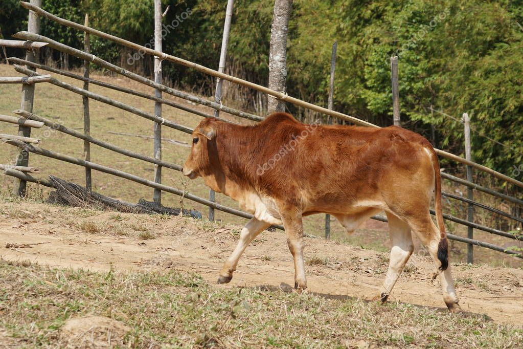 plano escénico de la vaca asiática pastando en la naturaleza 2024
