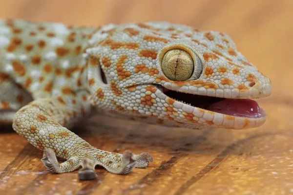 Tokay Gecko Teeth
