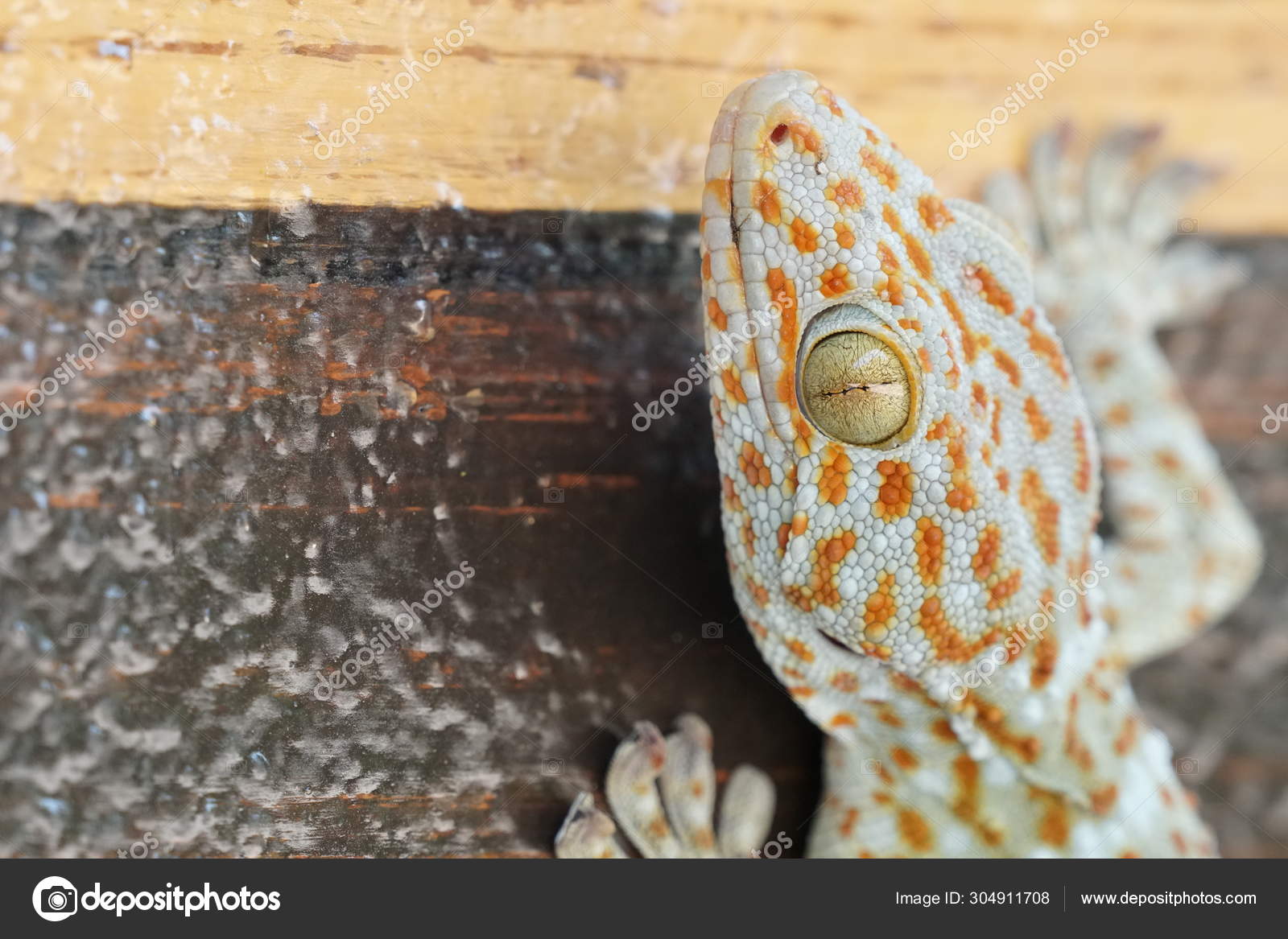 Close Shot Beautiful Gecko Lizard Wooden Surface — Stock Photo ...