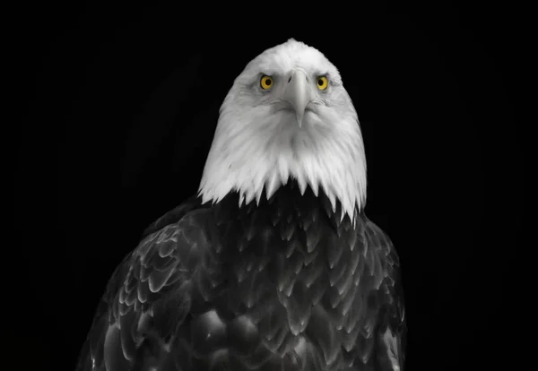 Nazi Symbol Eagle Wallpaper