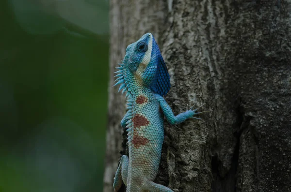 Fotos de Forest crested lizard, Imagens de Forest crested lizard sem ...