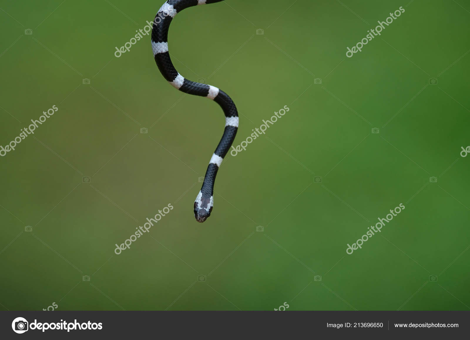 Common Bridle Wolf Snake Tree Nature Common Bridle Snake Dryocalamus ...